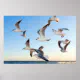 Gulls in flight poster | Zazzle