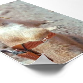 Gun Slinger Squirrel Poster | Zazzle