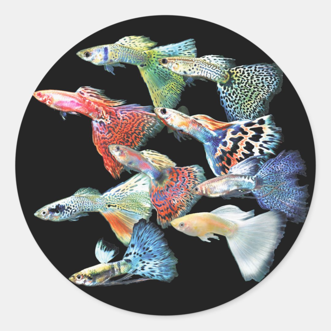 Guppies Classic Round Sticker | Zazzle