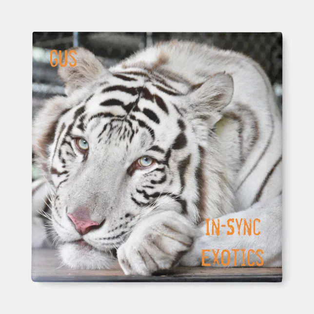 Gus - magnet | Zazzle