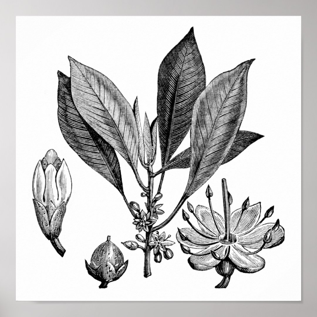 Gutta-Percha Tree Poster | Zazzle