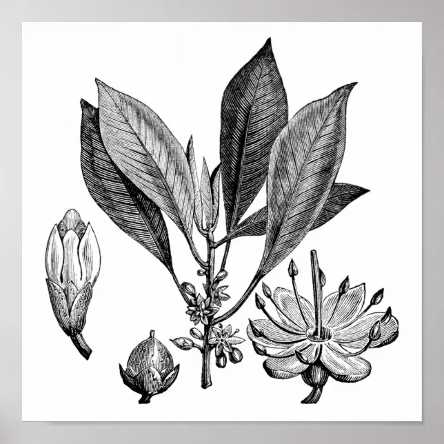 Gutta-Percha Tree Poster | Zazzle