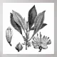Gutta-Percha Tree Poster | Zazzle