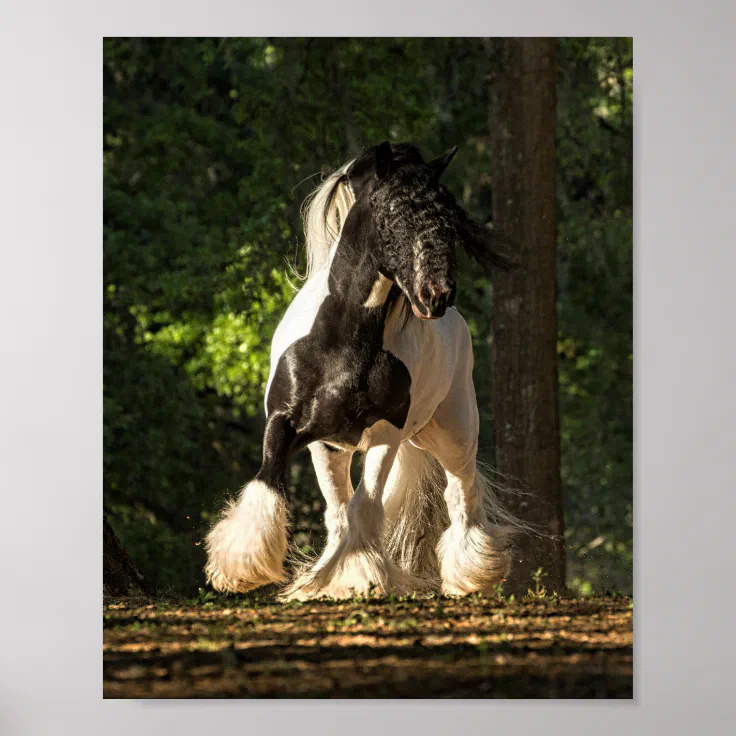 Gypsy Gold Gypsy Vanner King William poster | Zazzle