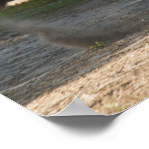 Gypsy Gold Gypsy Vanner stallion poster | Zazzle