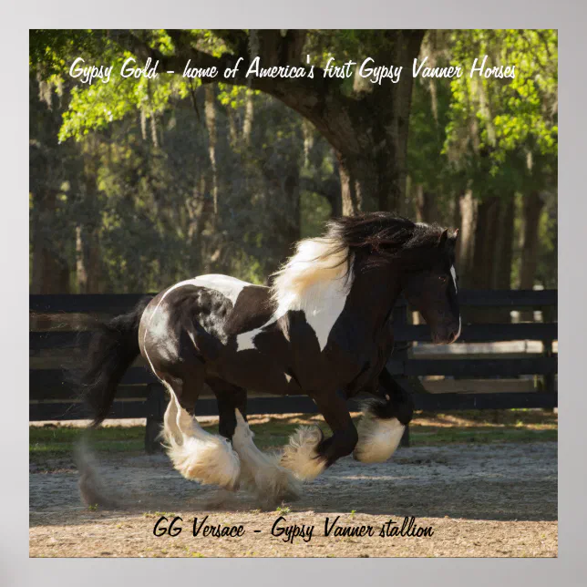 Gypsy Gold Gypsy Vanner stallion poster | Zazzle