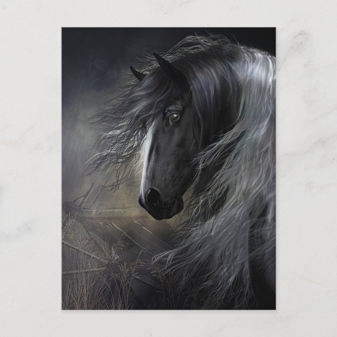 Gypsy Vanner Portrait Postcard | Zazzle