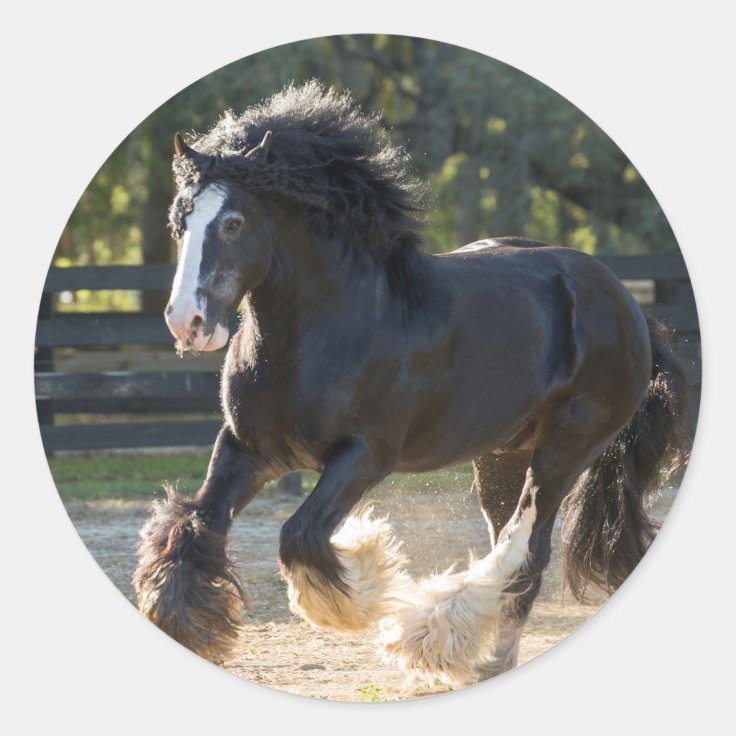 Gypsy Vanner stickers | Zazzle