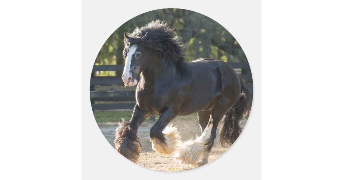 Gypsy Vanner stickers | Zazzle