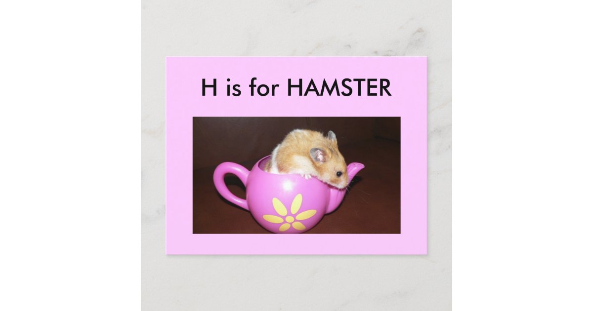 "H" is for Hamster Alphabet Flashcard Postcard | Zazzle.com
