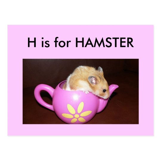 "H" is for Hamster Alphabet Flashcard Postcard | Zazzle.com