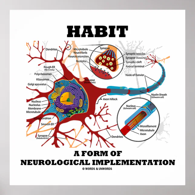 Habit A Form Of Neurological Implementation Neuron Poster | Zazzle