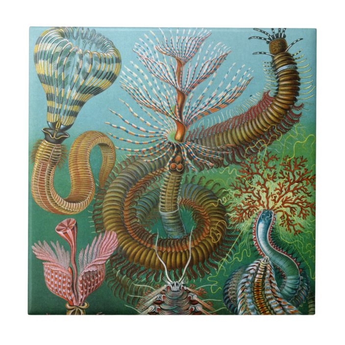 Haeckel Sea Worms Ceramics Ceramic Tile | Zazzle.com