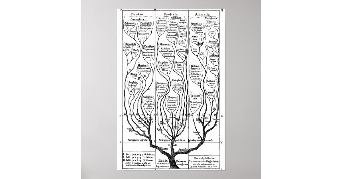 Haeckel Tree of Life Poster | Zazzle