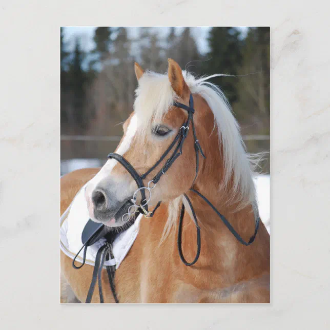 Haflinger 6 postcard | Zazzle