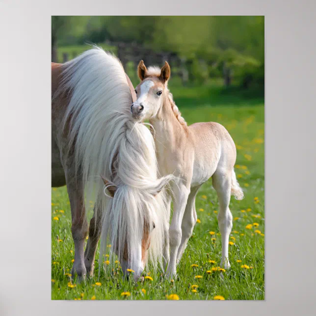 Haflinger Horses Cute Baby Foal With Mum Photo on Poster | Zazzle