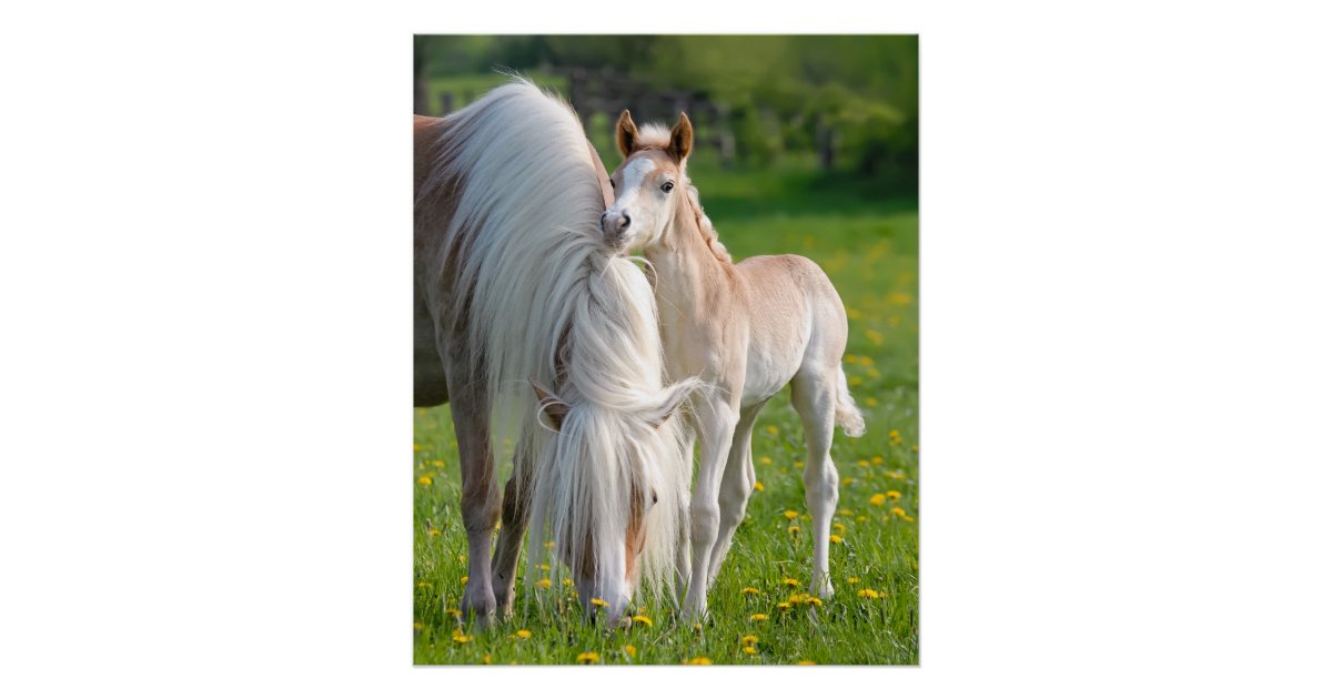 Haflinger Horses Cute Baby Foal With Mum Photo * Poster | Zazzle
