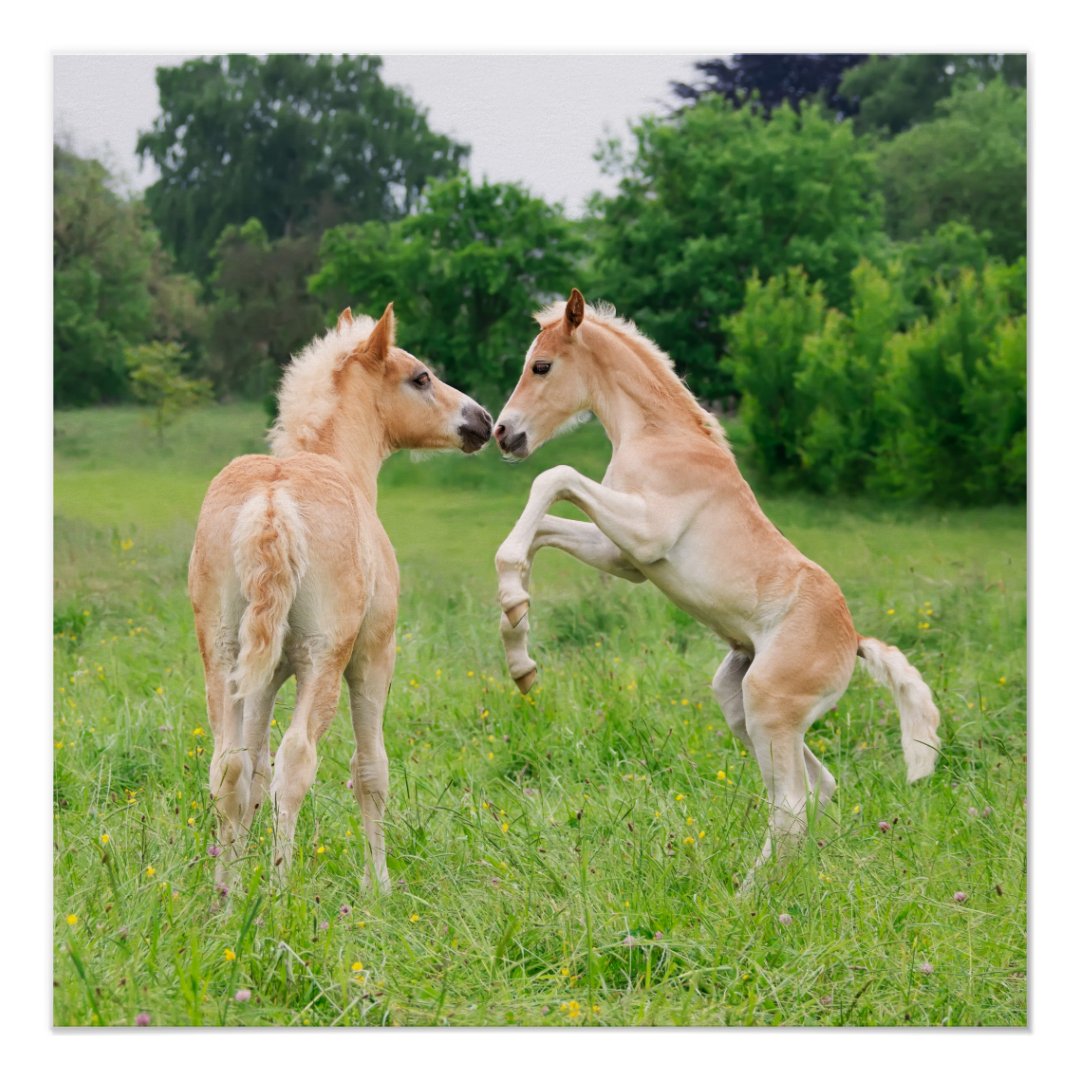 Haflinger horses cute foals rearing poster | Zazzle