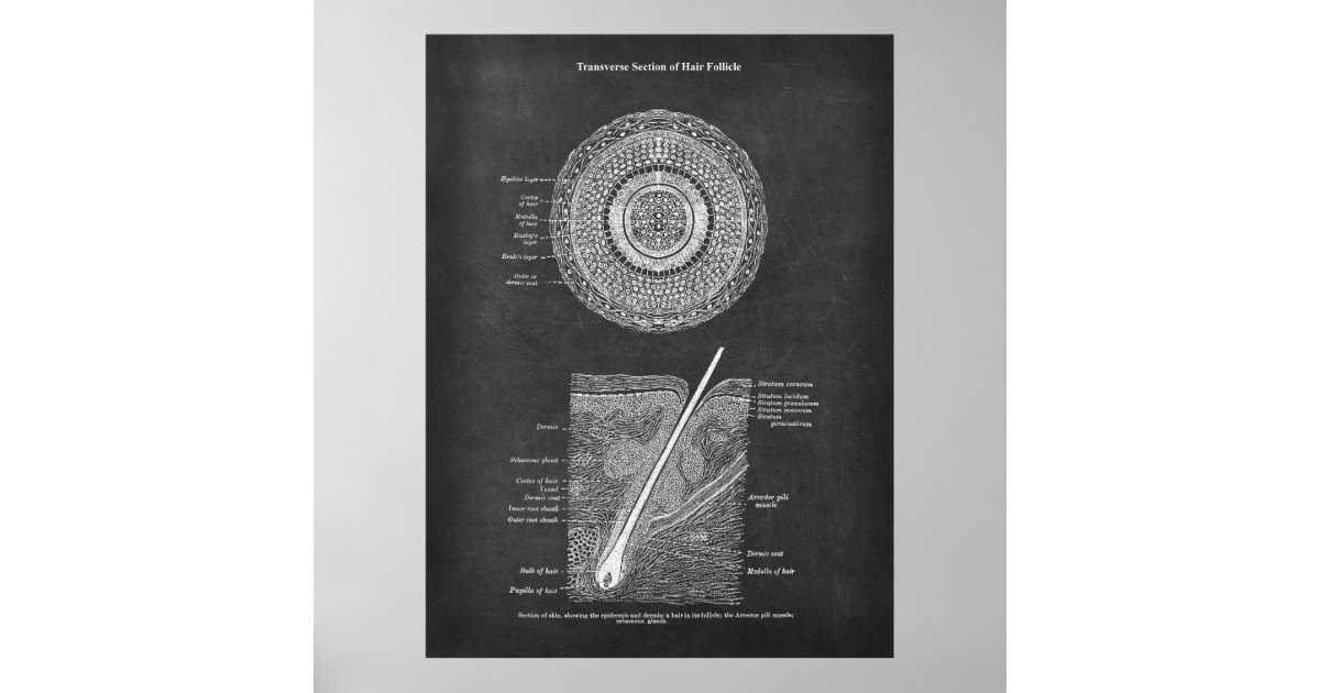 Hair Follicle Anatomy Poster | Zazzle
