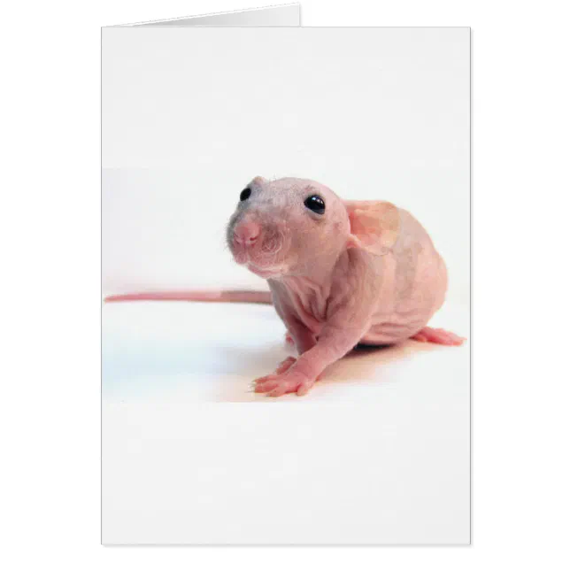 Hairless Rat | Zazzle
