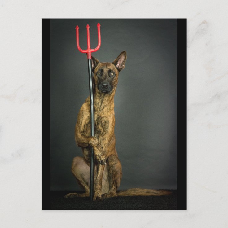 halloween dog- devil postcard | Zazzle