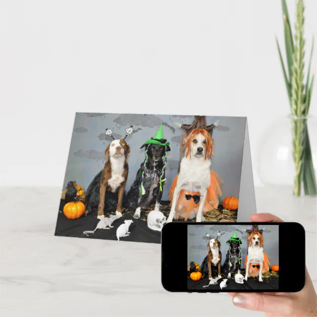 Halloween greeting card. Photo, 3 dogs in drag. Card | Zazzle
