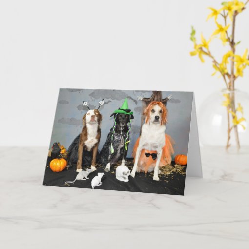 Halloween greeting card. Photo, 3 dogs in drag. Card | Zazzle
