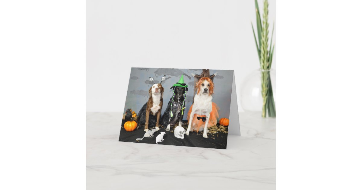 Halloween greeting card. Photo, 3 dogs in drag. Card | Zazzle