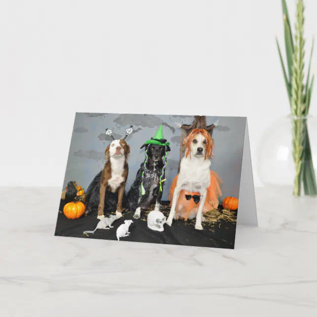 Halloween greeting card. Photo, 3 dogs in drag. Card | Zazzle