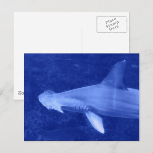 Hammerhead Shark Postcard | Zazzle