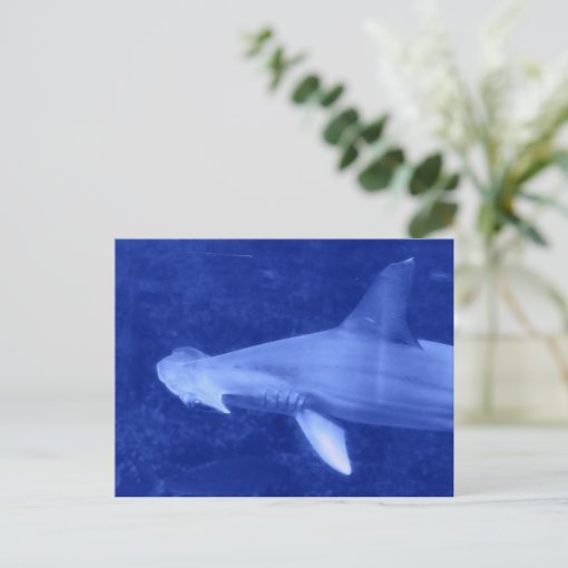 Hammerhead Shark Postcard | Zazzle