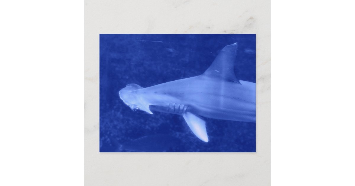 Hammerhead Shark Postcard | Zazzle