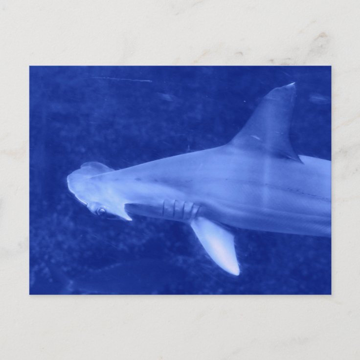 Hammerhead Shark Postcard | Zazzle