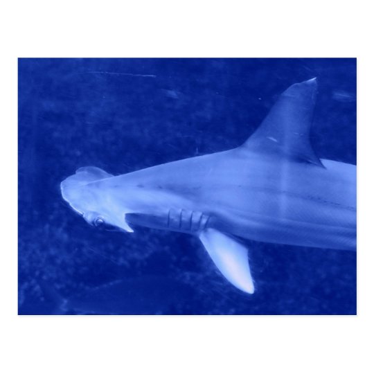 Hammerhead Shark Postcard | Zazzle.com
