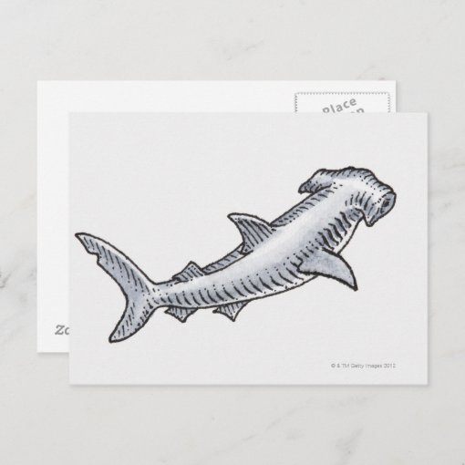 Hammerhead Shark Postcard | Zazzle