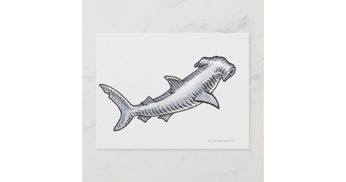 Hammerhead Shark Postcard | Zazzle