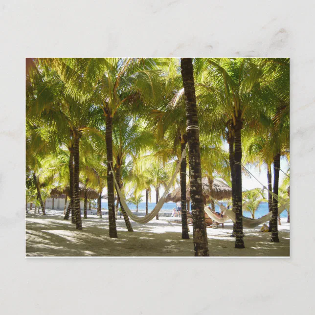 Hammock and Palm Trees Postcard | Zazzle