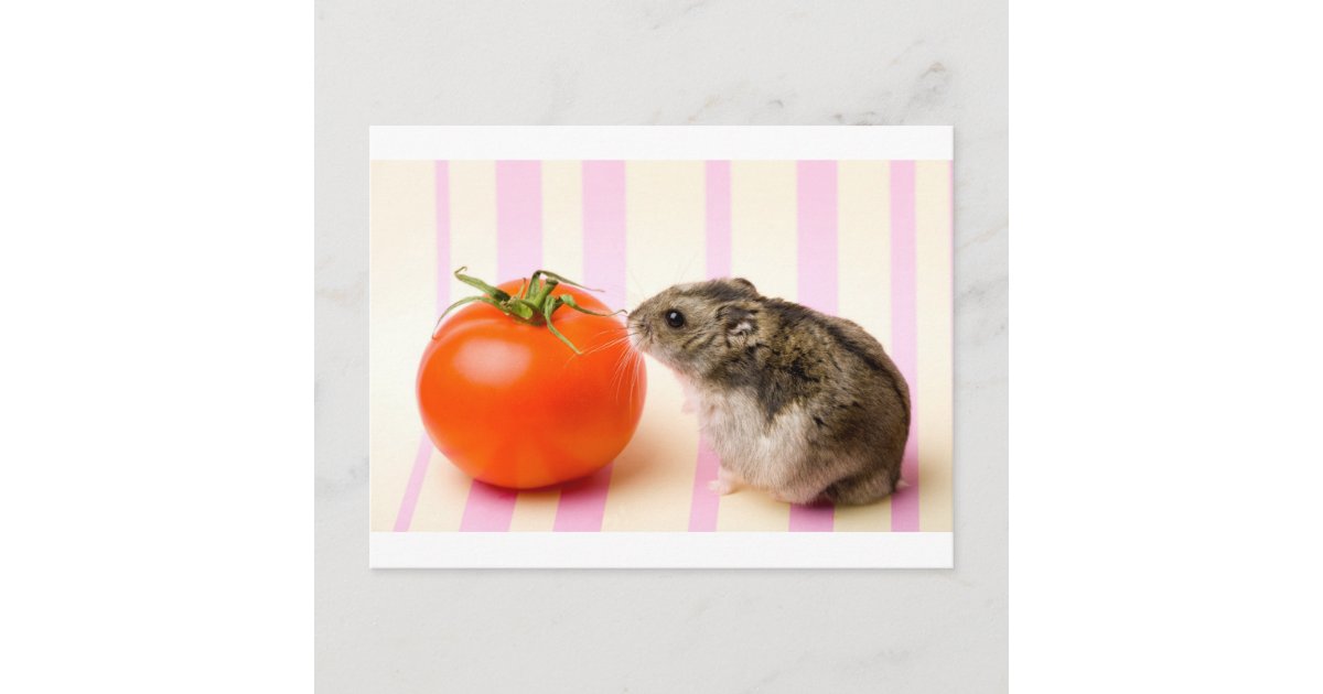 Hamster and tomato postcard | Zazzle