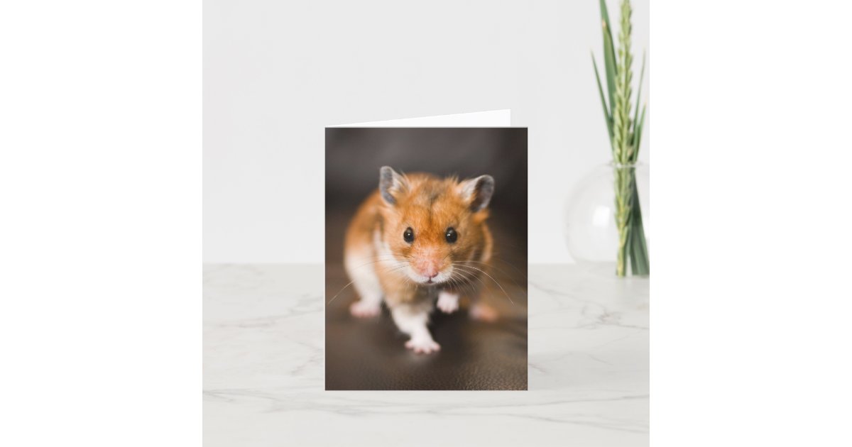 Hamster Card | Zazzle