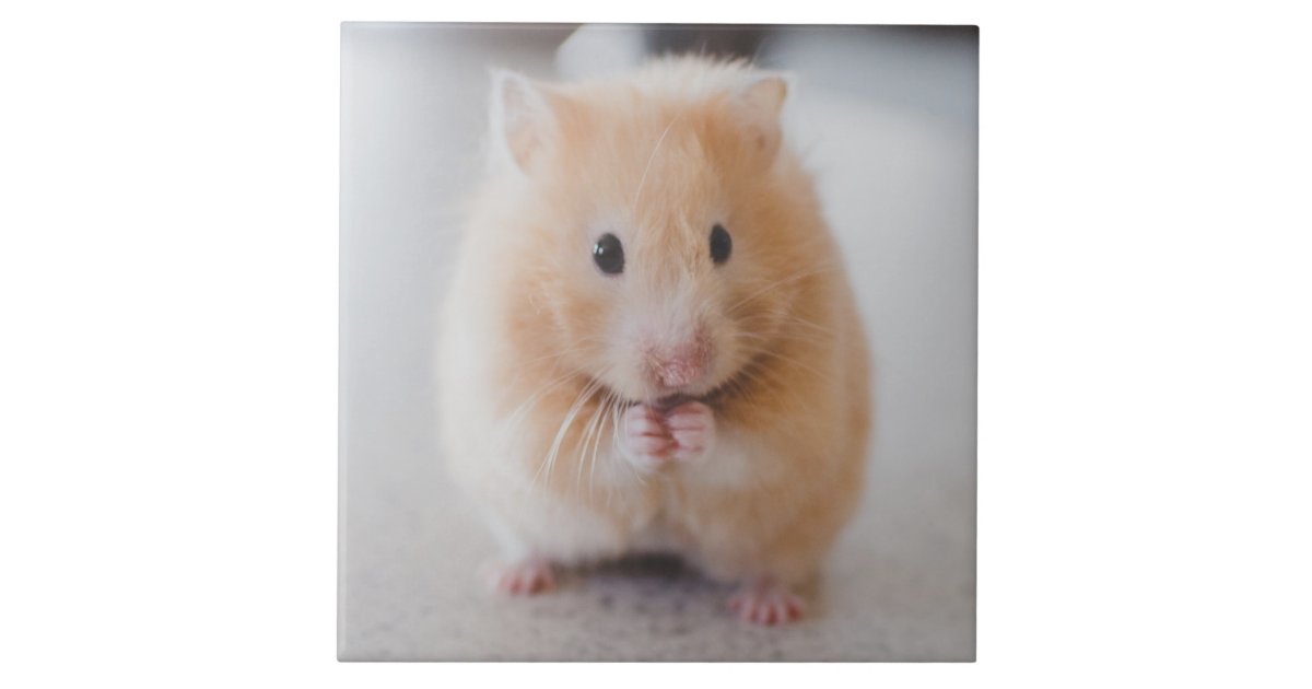 hamster ceramic tile | Zazzle