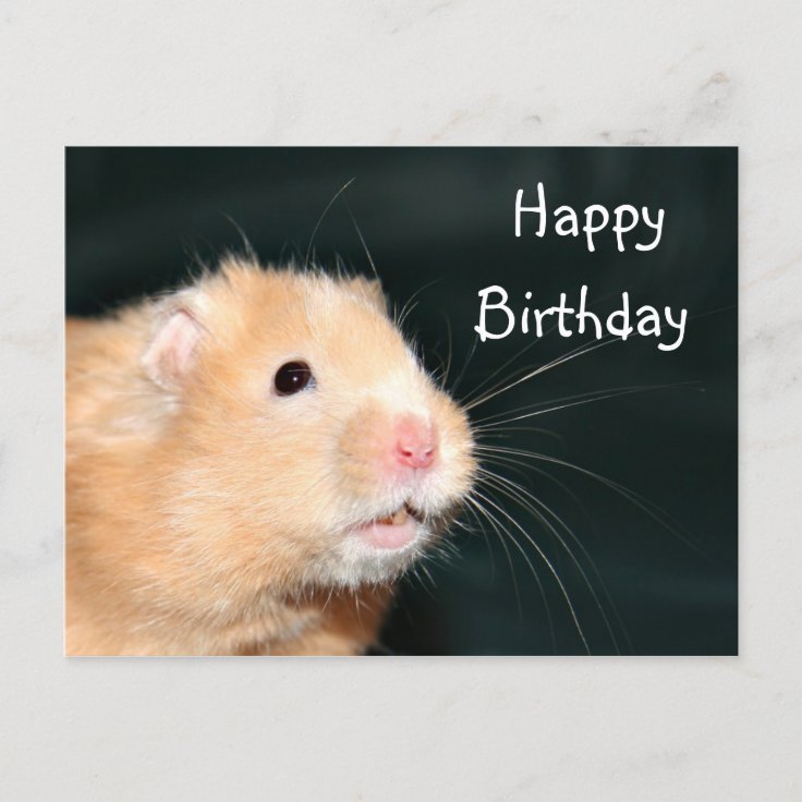 Hamster Happy Birthday Postcard | Zazzle
