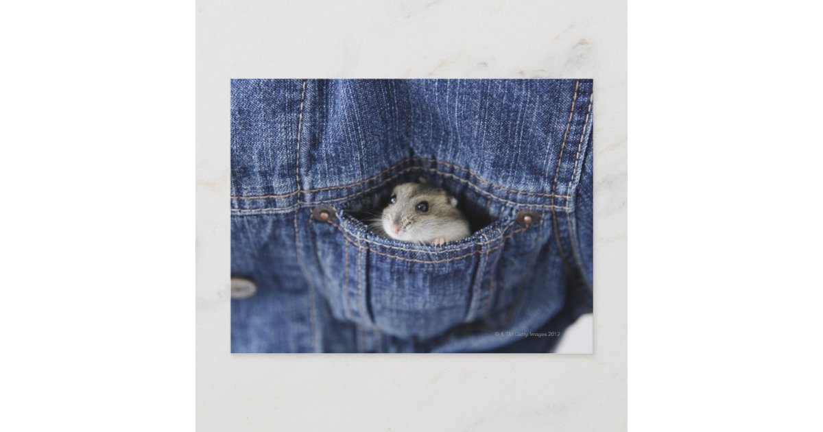 Hamster in pocket postcard | Zazzle