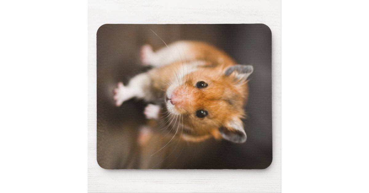 Hamster Mouse Pad | Zazzle