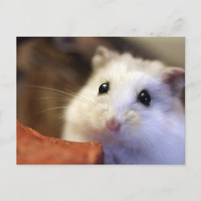 Hamster Postcard | Zazzle