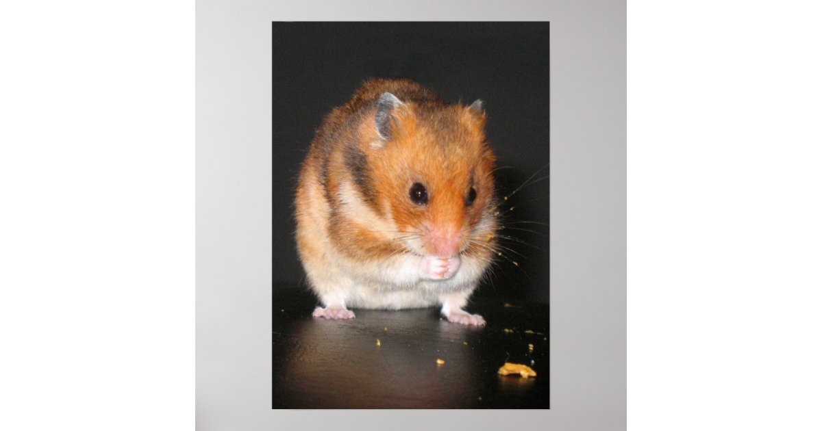Hamster poster | Zazzle
