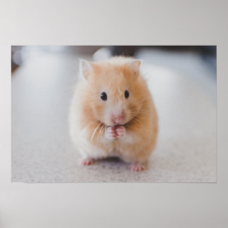 Cute Hamster Posters | Zazzle