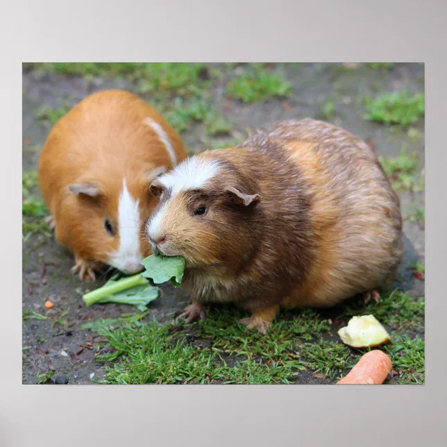 Hamsters Poster | Zazzle