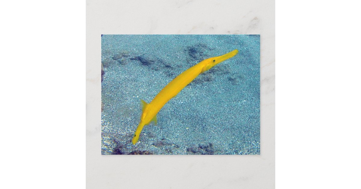 HANAUMA BAY HAWAII - Trumpet Fish (Nunu) Postcard | Zazzle