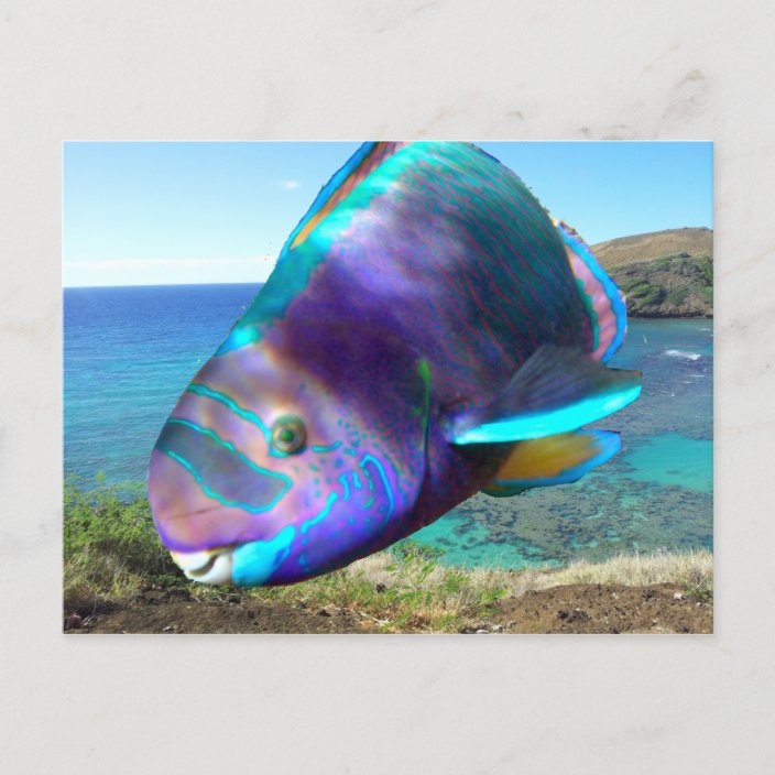 Hanauma Bay Oahu Hawaii Parrot Fish Postcard | Zazzle.com