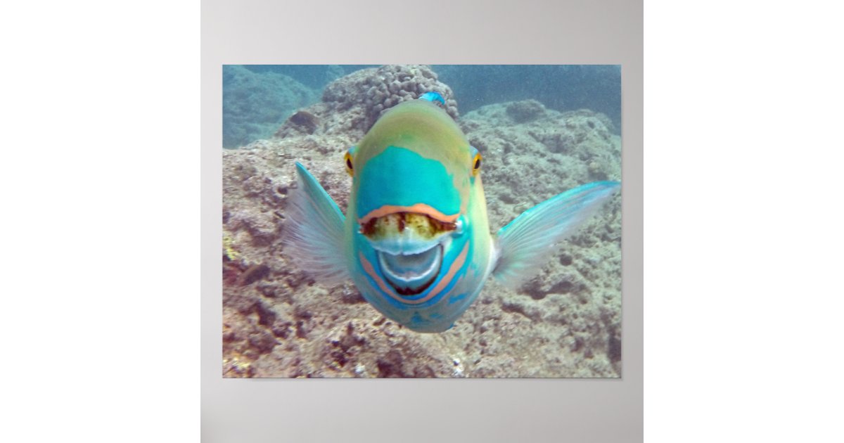 Hanauma Bay Parrot Fish Poster | Zazzle
